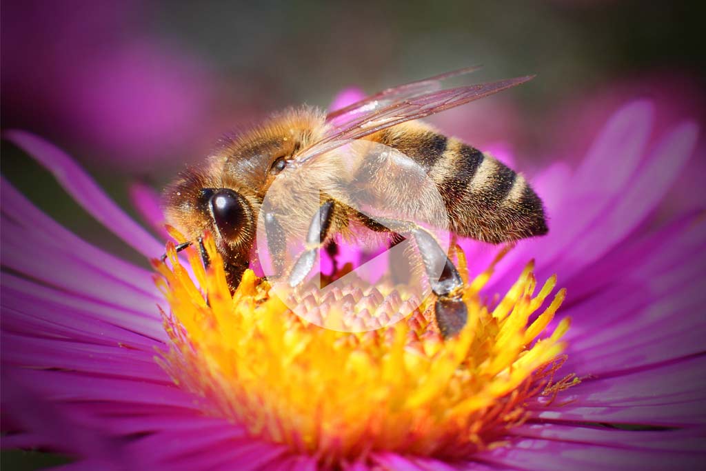Bienengift: Kleine Helden für unsere Gesundheit - Die Gesundheitslounge